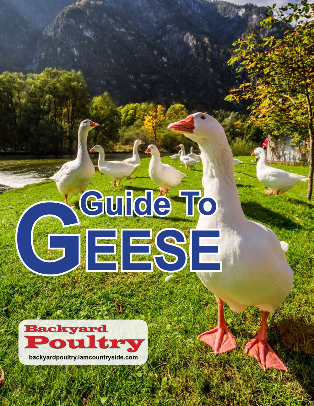 Download Our Free Poultry Guides - Backyard Poultry